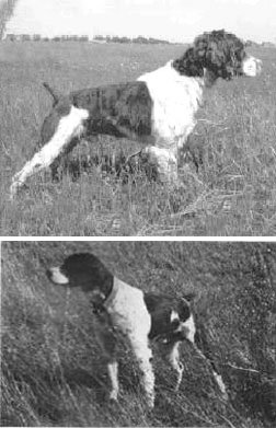 ABC Hall of Fame & ABC Life Members | The American Brittany Club